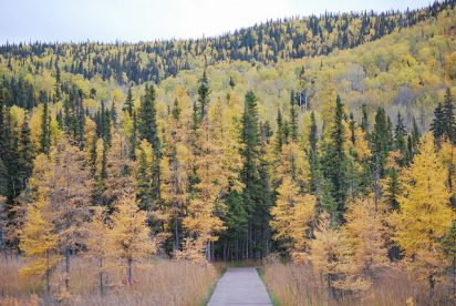 About | School of Environmental and Forest Sciences