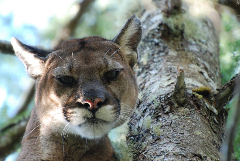 Wildlife Graduate Studies | School of Environmental and Forest Sciences