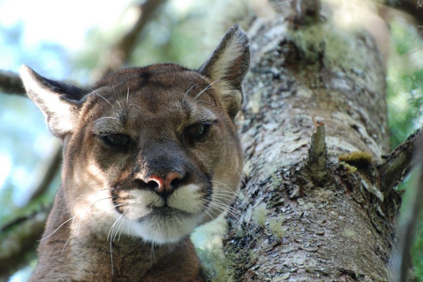 Wildlife Graduate Studies | School of Environmental and Forest Sciences