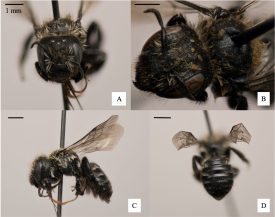 New and rare bees documented in Washington State by Dr. Autumn Maust ...