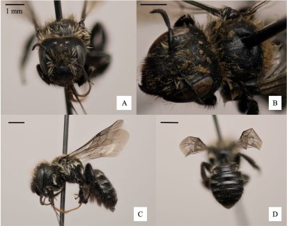 New and rare bees documented in Washington State by Dr. Autumn Maust ...