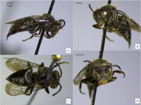 New and rare bees documented in Washington State by Dr. Autumn Maust ...