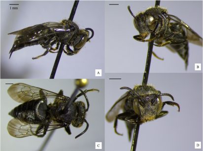 New and rare bees documented in Washington State by Dr. Autumn Maust ...