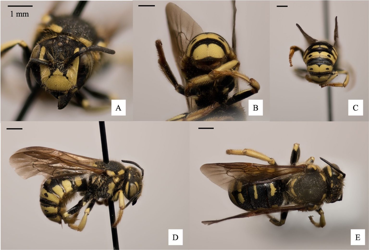 New and rare bees documented in Washington State by Dr. Autumn Maust ...