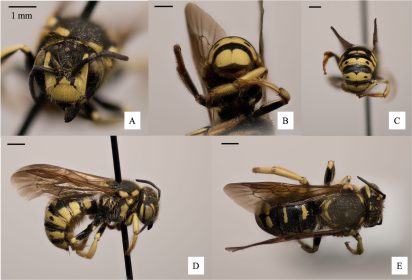 New and rare bees documented in Washington State by Dr. Autumn Maust ...