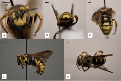 New and rare bees documented in Washington State by Dr. Autumn Maust ...