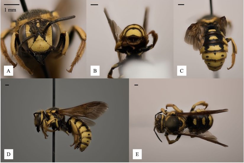 New and rare bees documented in Washington State by Dr. Autumn Maust ...