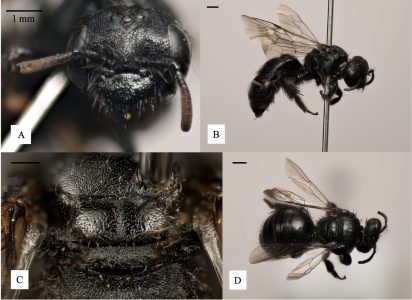 New and rare bees documented in Washington State by Dr. Autumn Maust ...