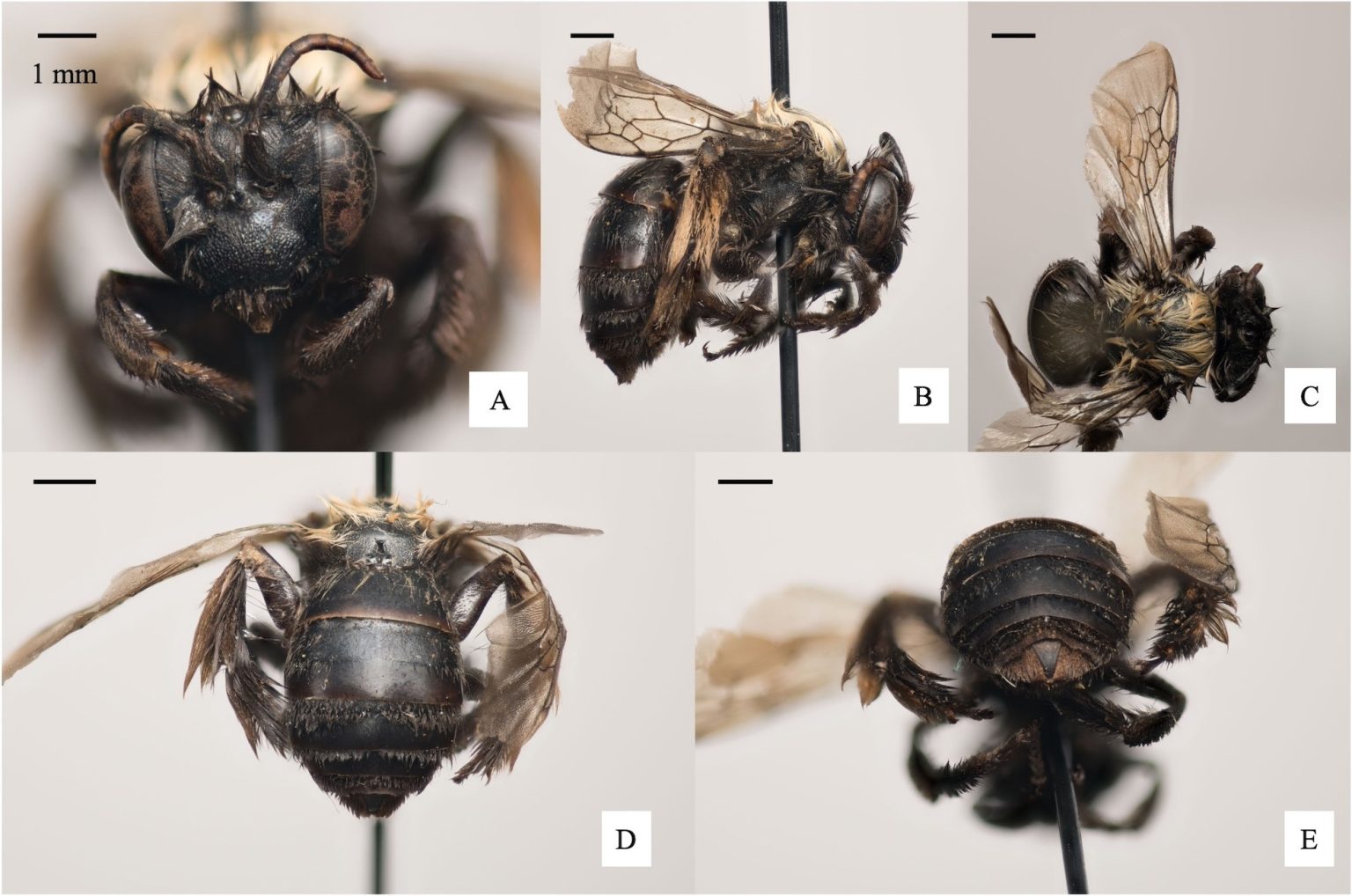 New and rare bees documented in Washington State by Dr. Autumn Maust ...