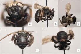 New and rare bees documented in Washington State by Dr. Autumn Maust ...