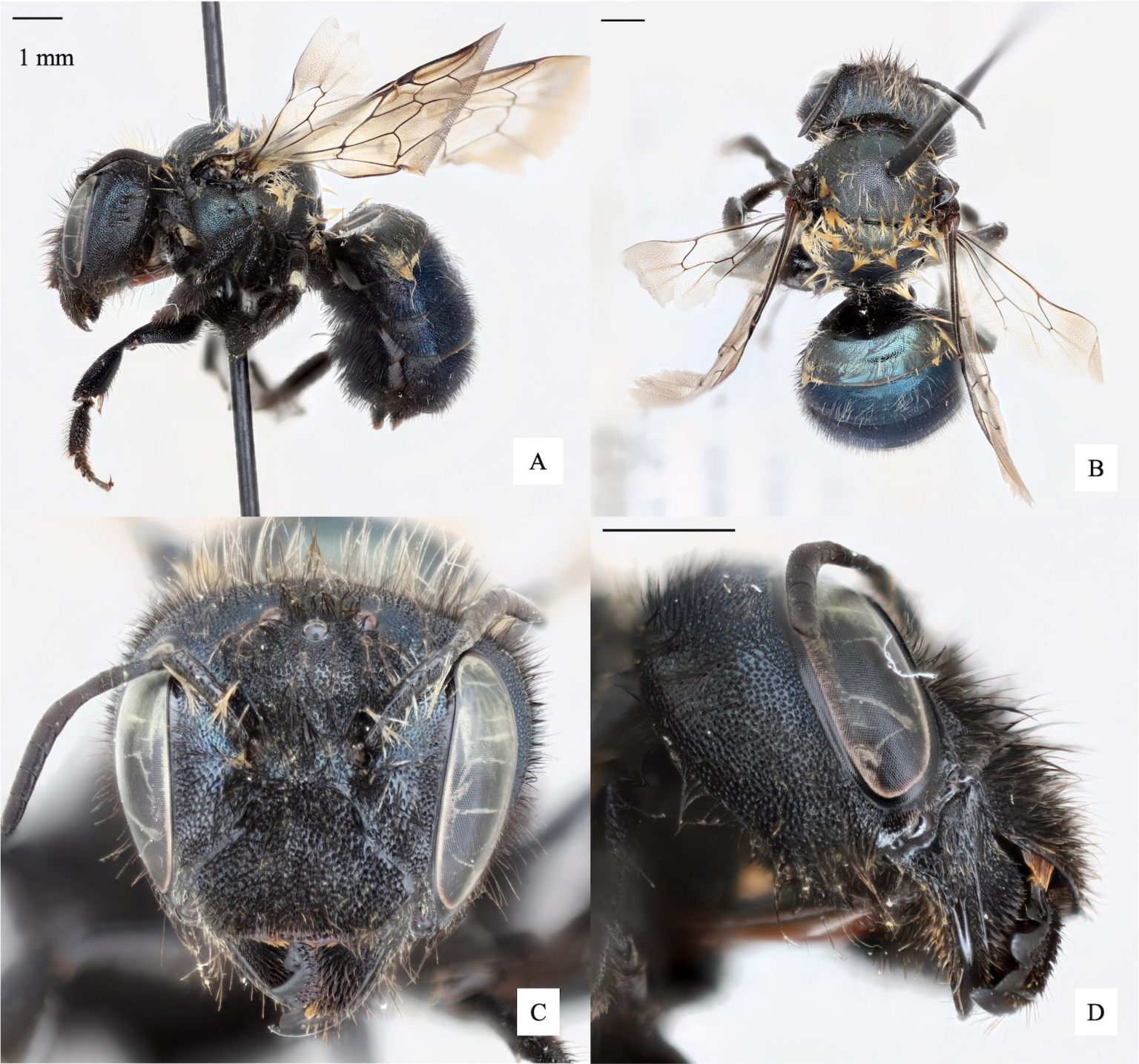 New and rare bees documented in Washington State by Dr. Autumn Maust ...