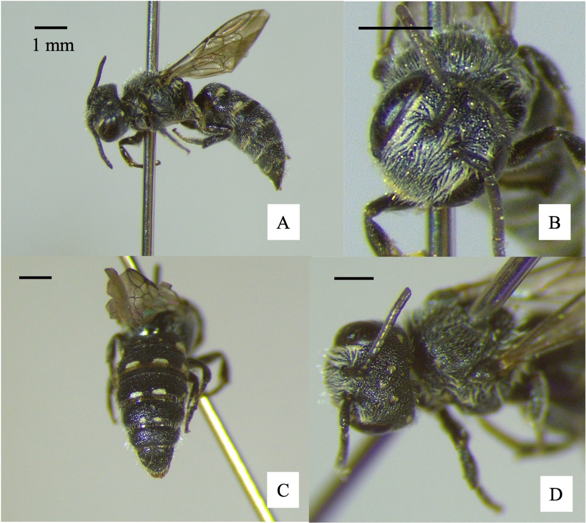 New and rare bees documented in Washington State by Dr. Autumn Maust ...
